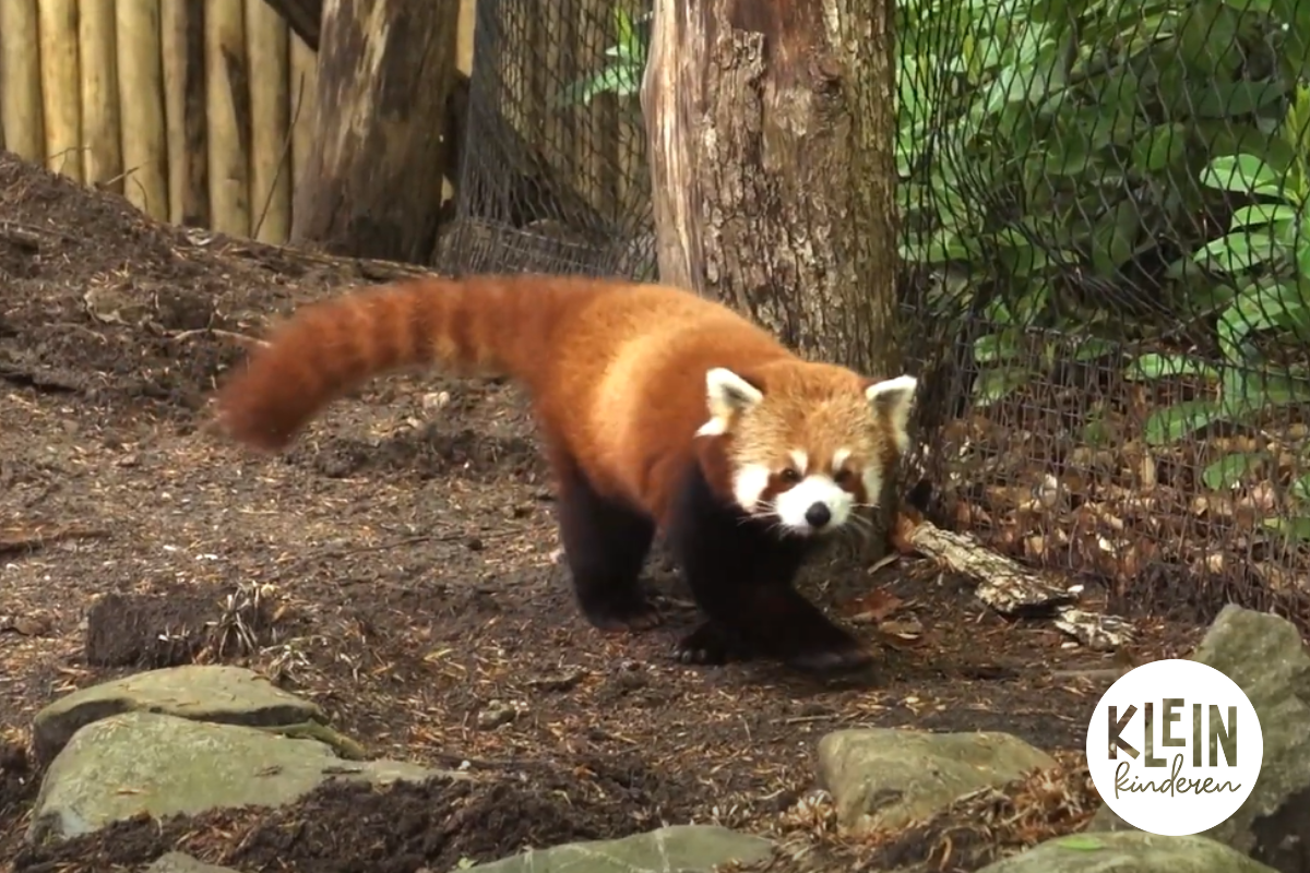 Nieuwe rode panda in DierenPark Amersfoort – kleinkinderen